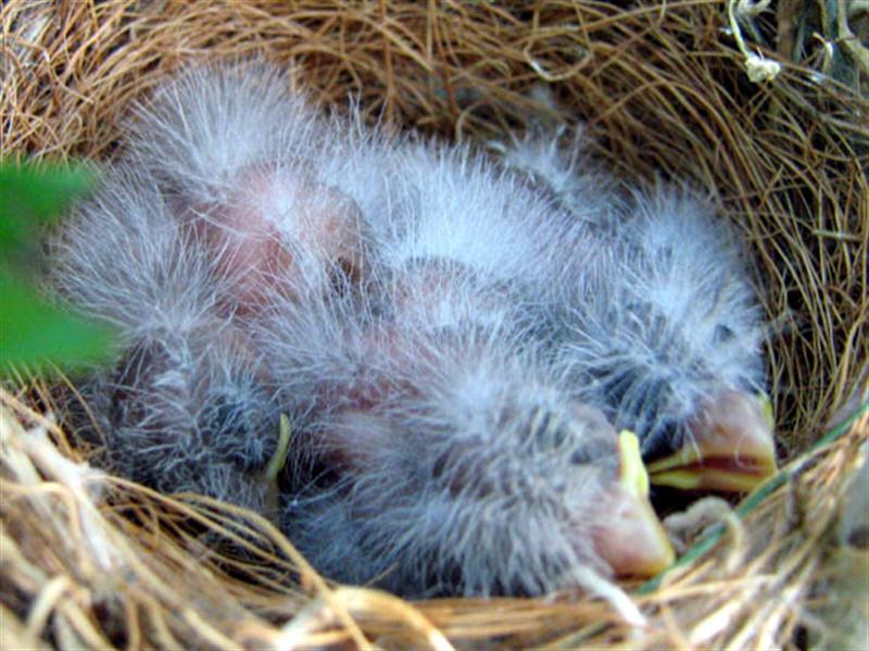 House Finch – Parasite Foiled – DFW Urban Wildlife