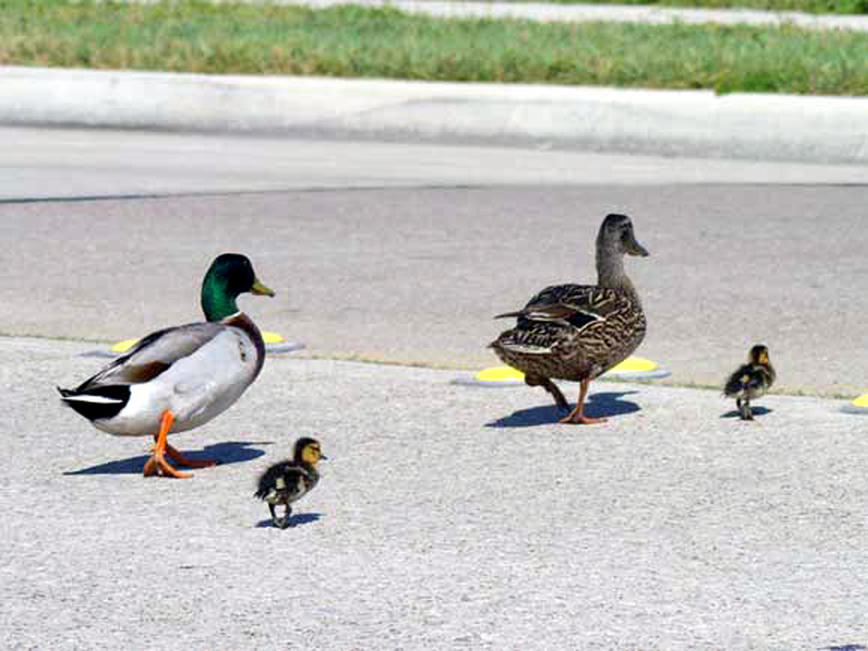 Mallard – Families – DFW Urban Wildlife