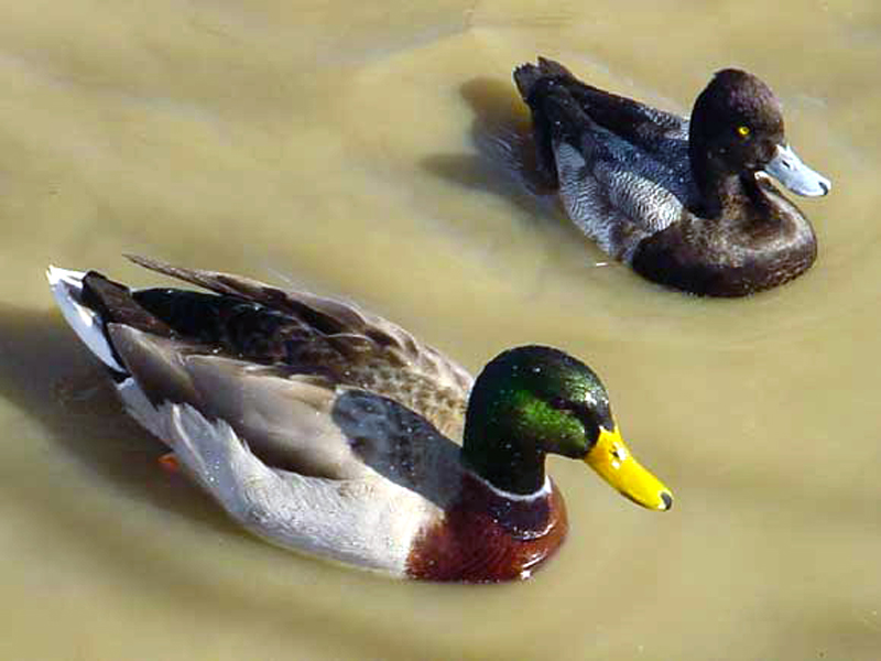 Mallard – Pond Population – DFW Urban Wildlife