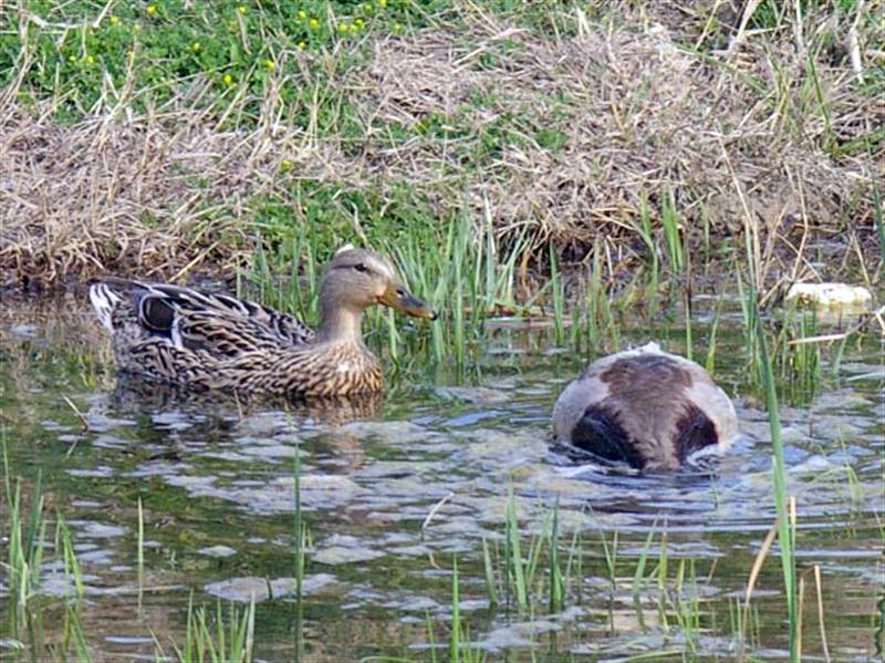 Mallard – Together – DFW Urban Wildlife