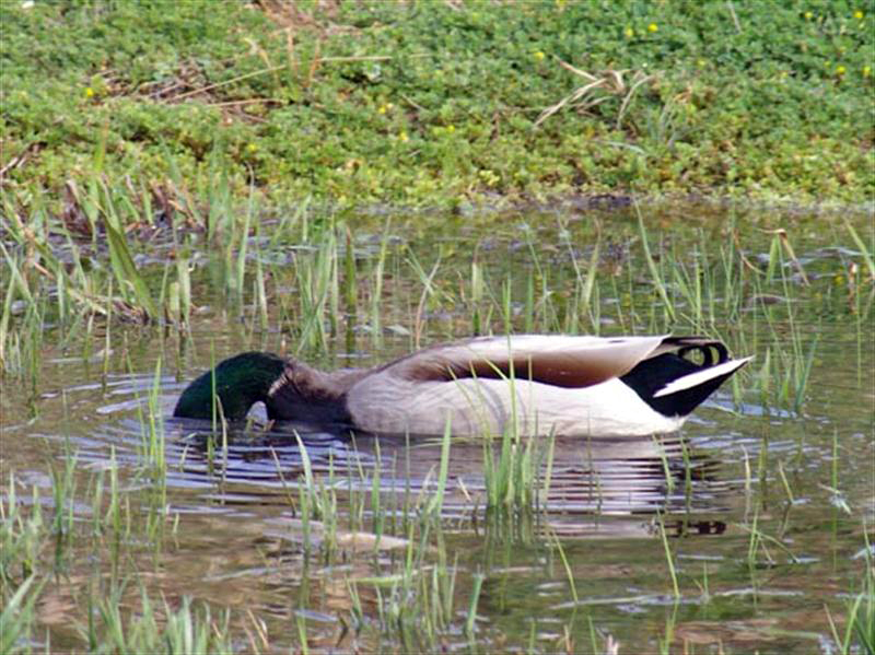 Mallard – Together – DFW Urban Wildlife