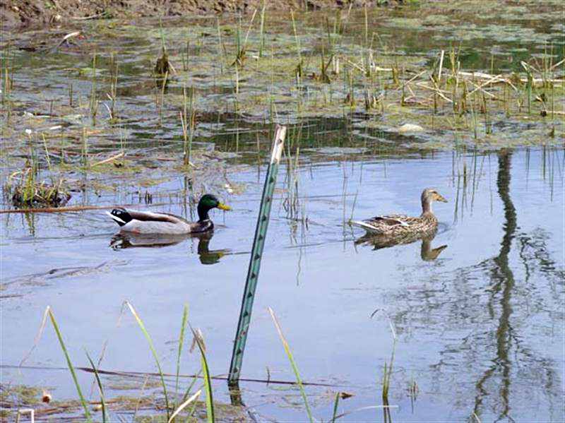 Mallard – Together – DFW Urban Wildlife