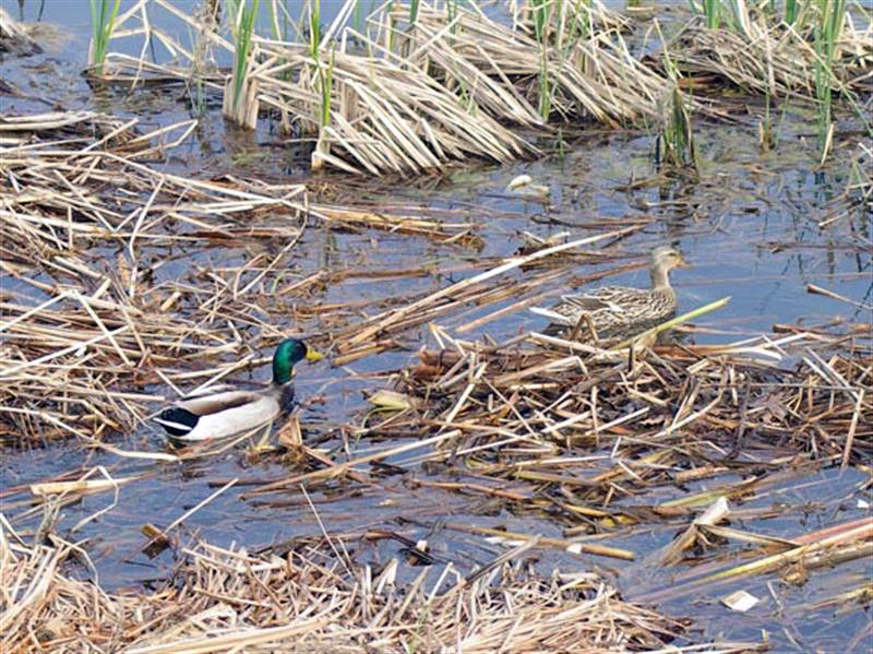 Mallard – Together – DFW Urban Wildlife