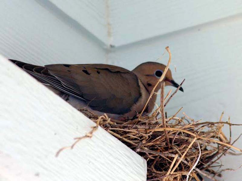 Mourning Dove – Nest Watching – DFW Urban Wildlife