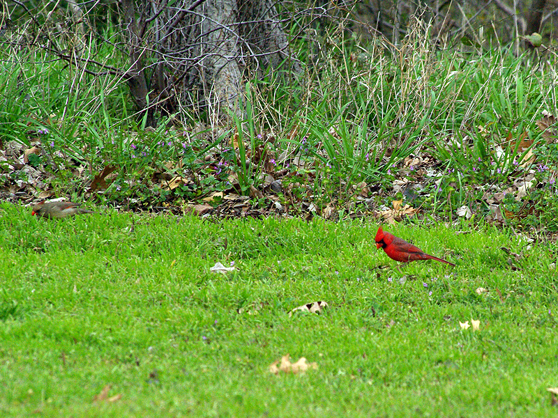 Northern Cardinal – Red on Green – DFW Urban Wildlife