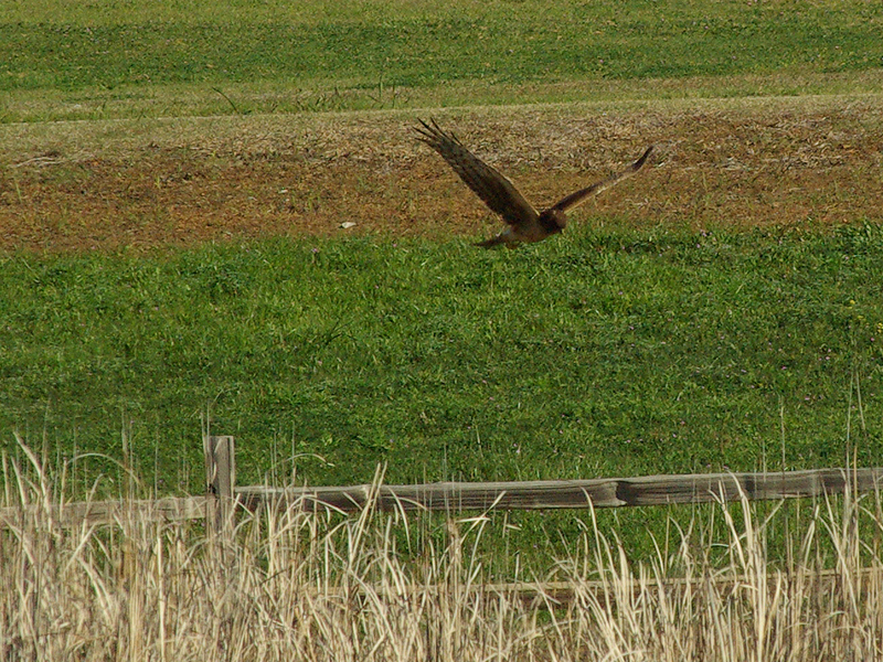 Northern Harrier – Winging It – DFW Urban Wildlife