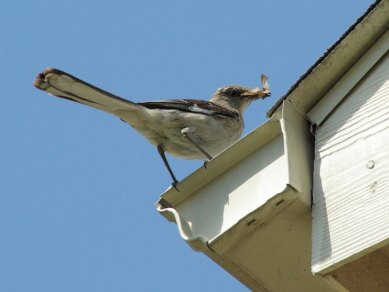 Northern Mockingbird – Family Group – DFW Urban Wildlife