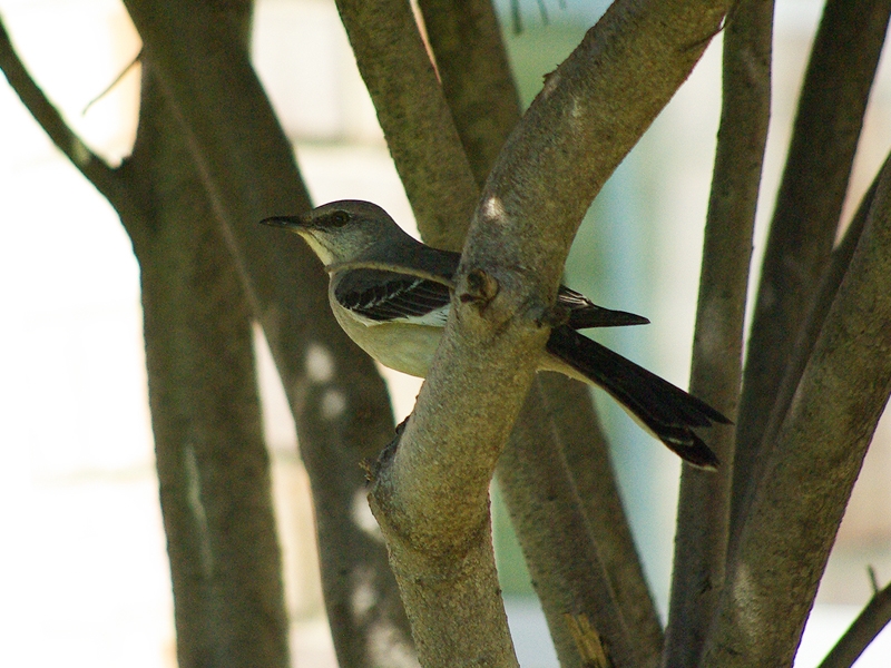 Northern Mockingbird – Family Group – DFW Urban Wildlife