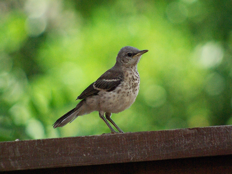 Northern Mockingbird – Family Group – DFW Urban Wildlife
