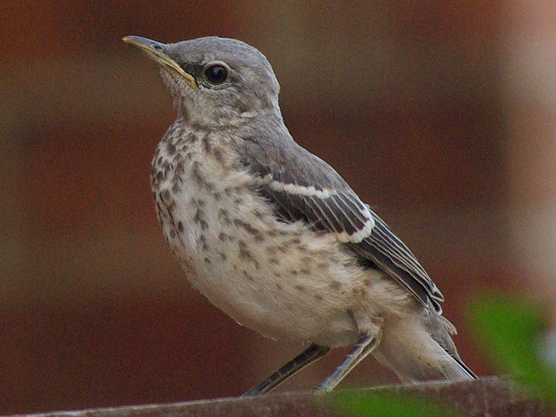Northern Mockingbird – Family Group – DFW Urban Wildlife