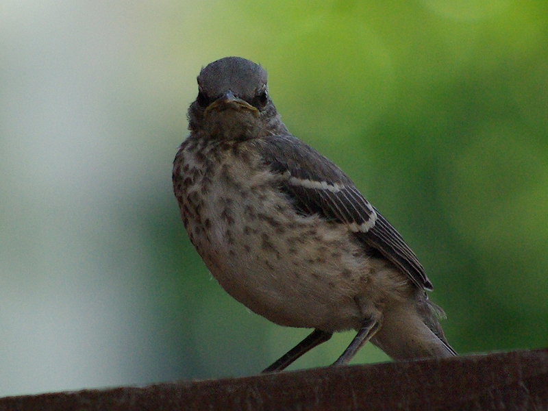 Northern Mockingbird – Family Group – DFW Urban Wildlife