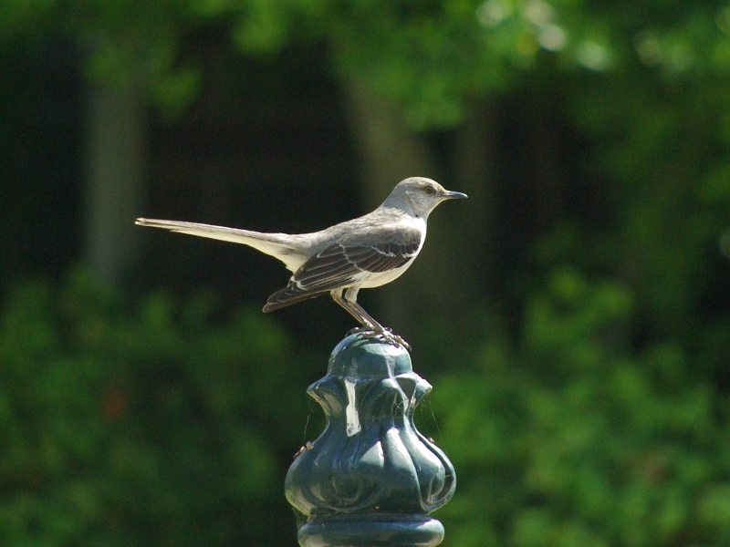 Northern Mockingbird – Family Group – DFW Urban Wildlife