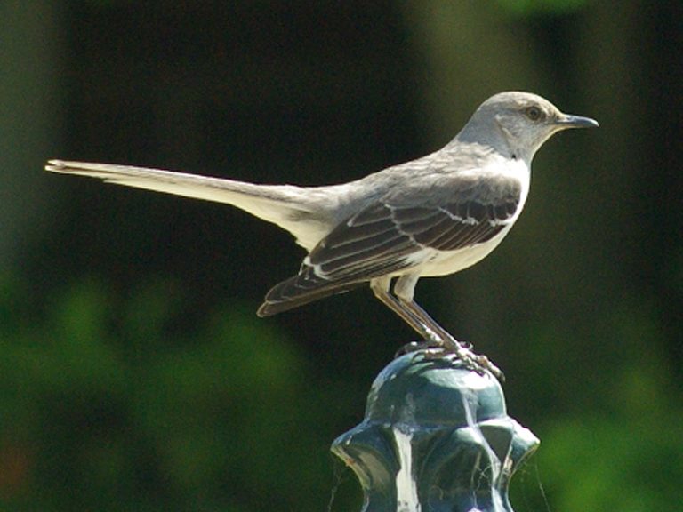 Northern Mockingbird – Family Group – DFW Urban Wildlife