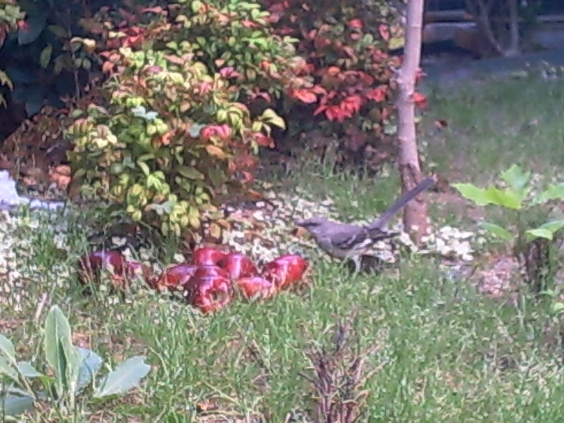 Northern Mockingbird – Family Group – DFW Urban Wildlife