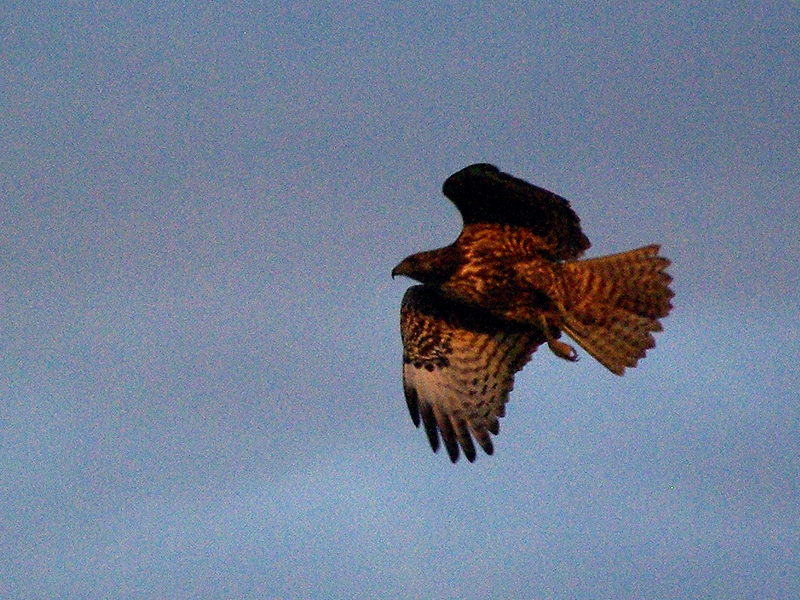 Red-tailed Hawk – After the Storm – DFW Urban Wildlife