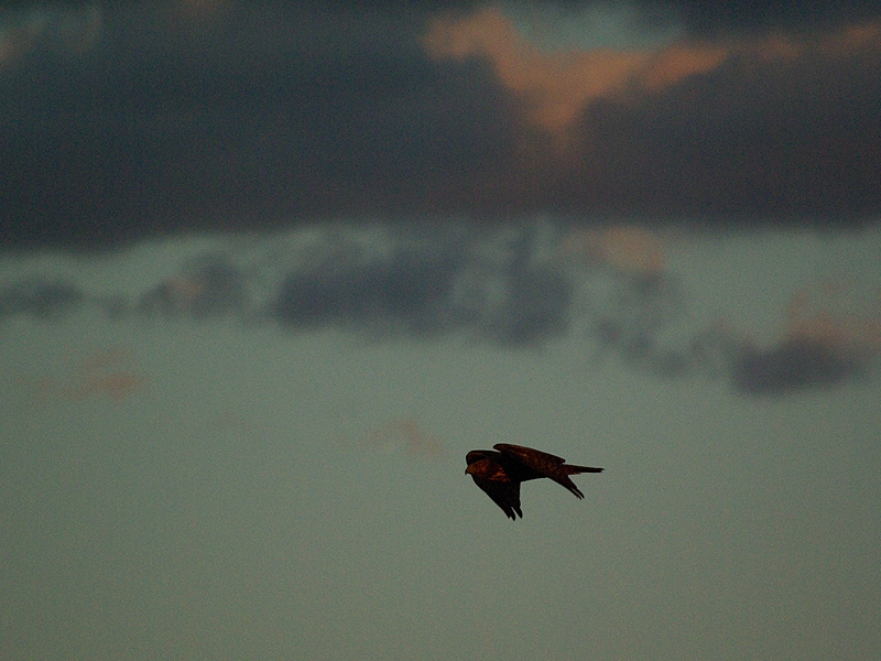Red-tailed Hawk – After the Storm – DFW Urban Wildlife