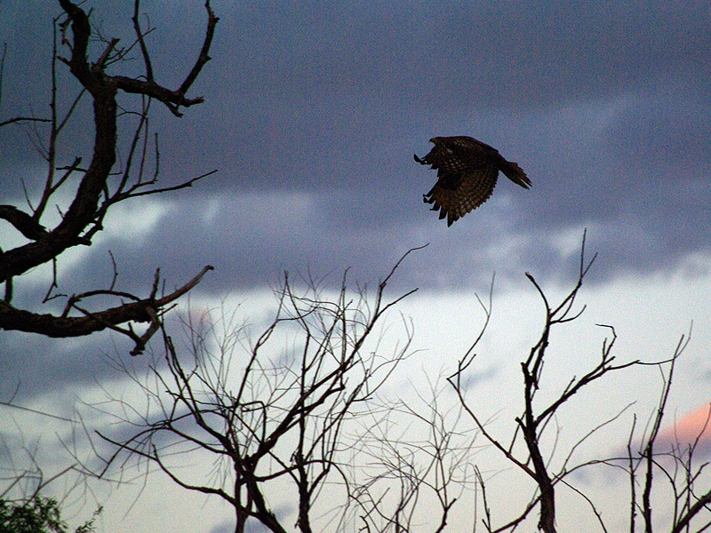 Red-tailed Hawk – After the Storm – DFW Urban Wildlife