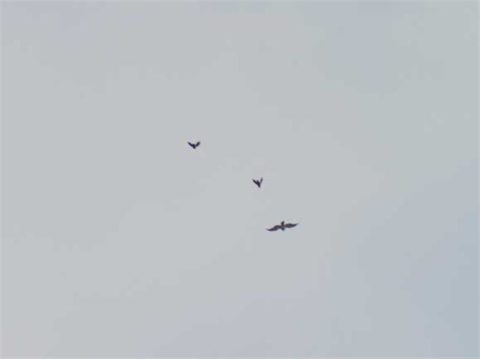 Red-tailed Hawk – Mobbed by Crows – DFW Urban Wildlife