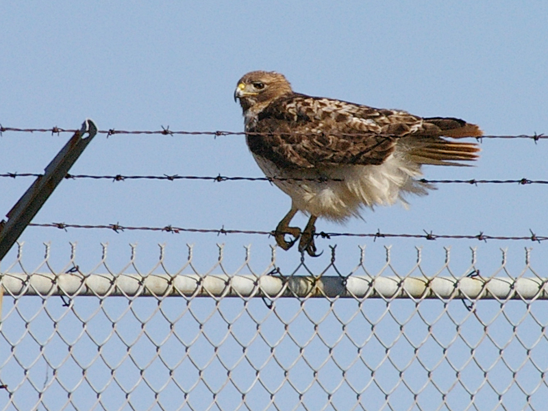 Red-tailed Hawk – Roadside Diner – DFW Urban Wildlife