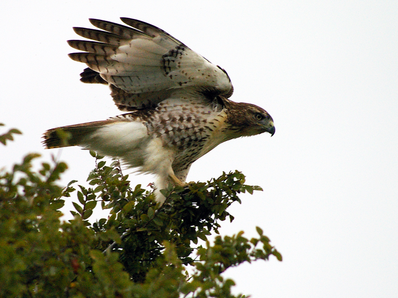 Red-tailed Hawk – Take My Picture, Please – DFW Urban Wildlife