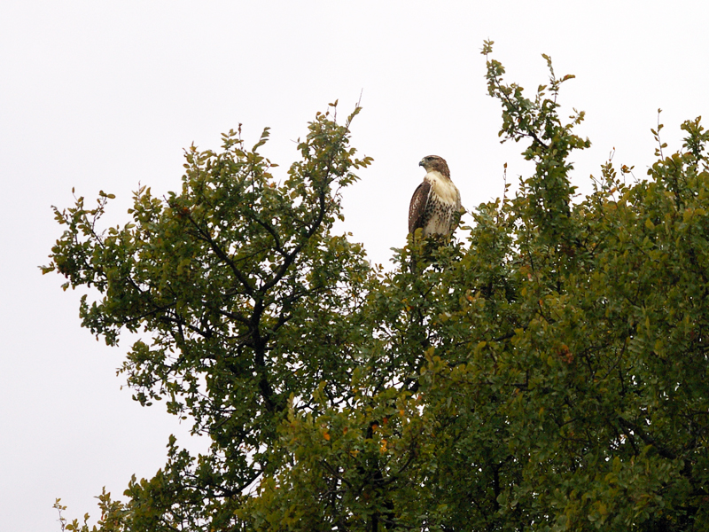 Red-tailed Hawk – Take My Picture, Please – DFW Urban Wildlife