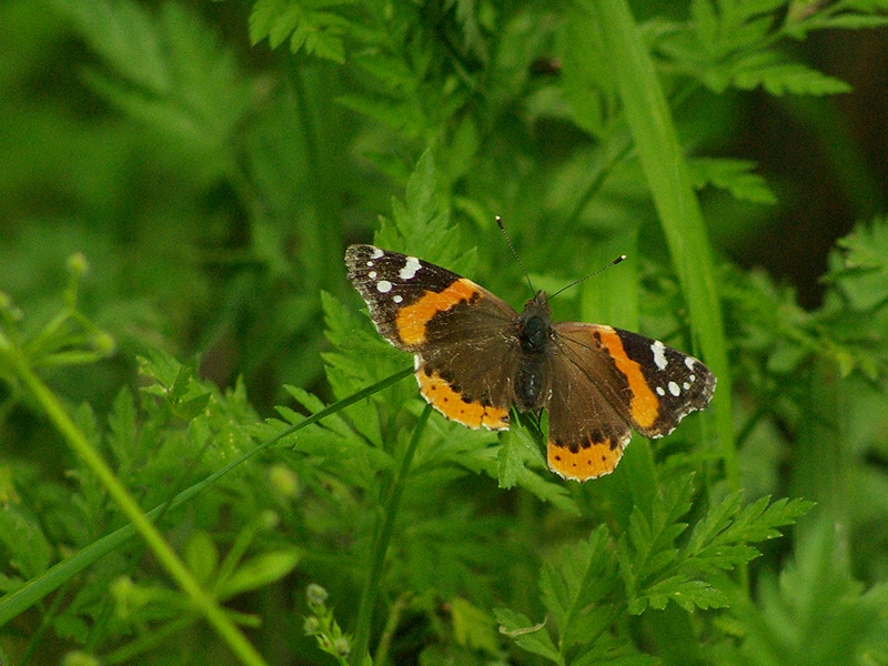 Red Admiral – In a Meadow – DFW Urban Wildlife