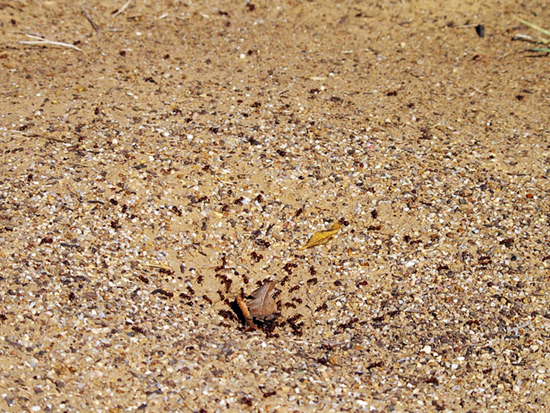 Red Harvester Ant – Trails – DFW Urban Wildlife