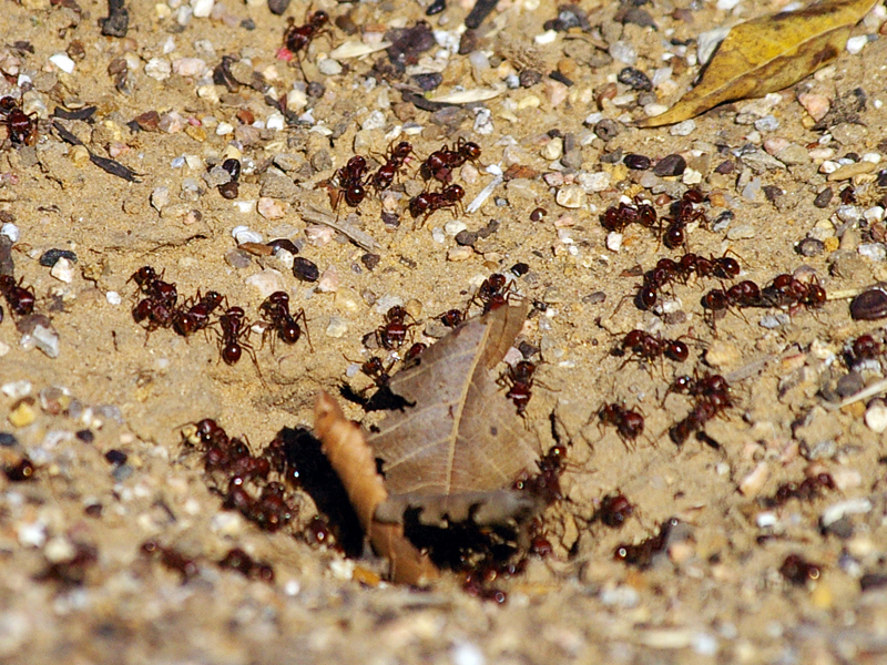 Red Harvester Ant – Trails – DFW Urban Wildlife