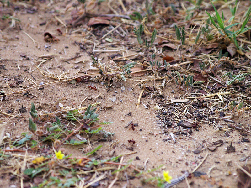 Red Harvester Ant – Trails – DFW Urban Wildlife