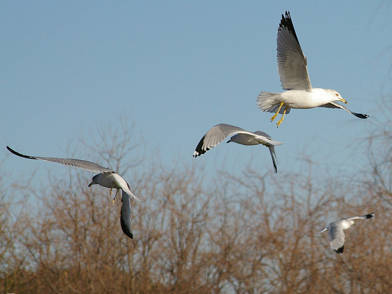 Ring-billed Gull – Are You Banded? – DFW Urban Wildlife