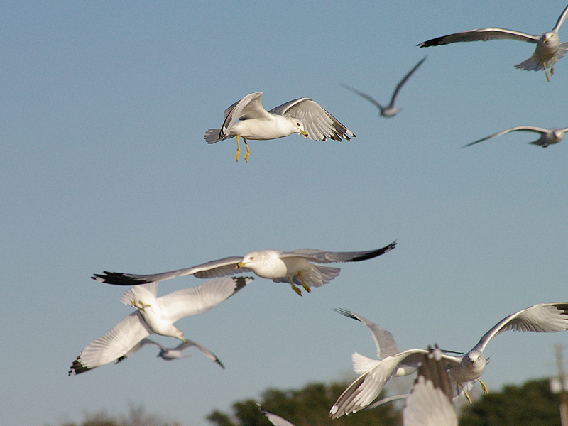 Ring-billed Gull – Are You Banded? – DFW Urban Wildlife