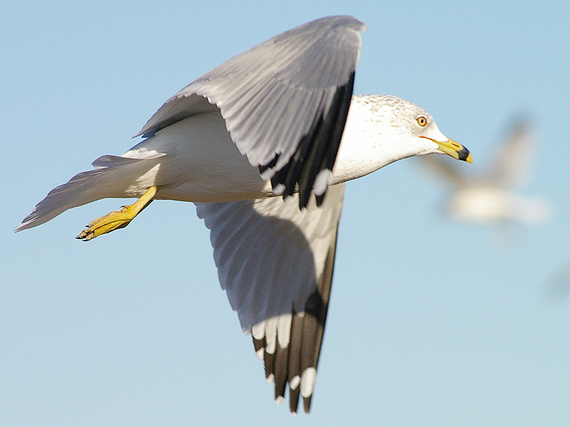 Ring-billed Gull – Are You Banded? – DFW Urban Wildlife