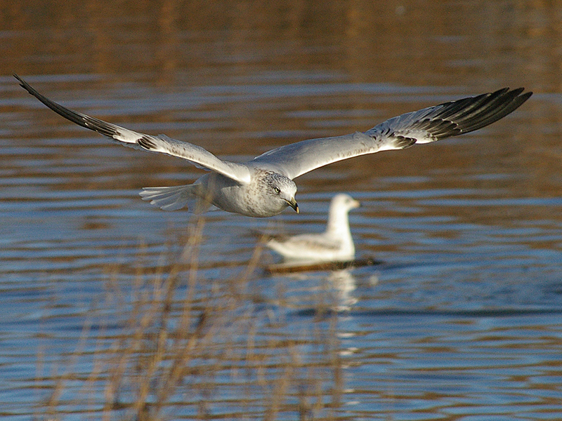 Ring-billed Gull – Are You Banded? – DFW Urban Wildlife