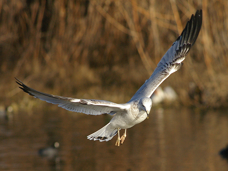Ring-billed Gull – Are You Banded? – DFW Urban Wildlife