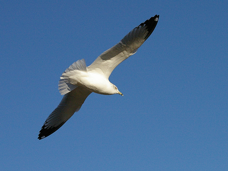 Ring-billed Gull – Are You Banded? – DFW Urban Wildlife