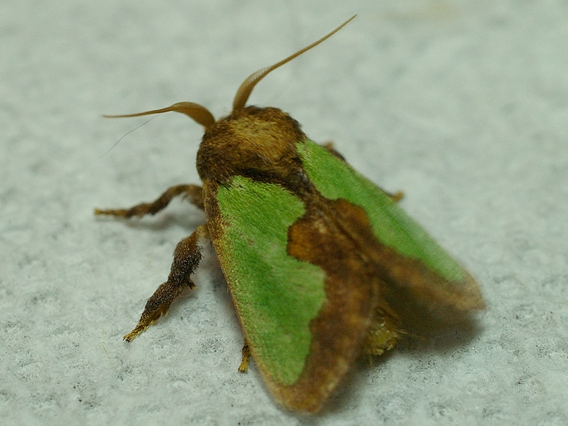 Spiny Oak Slug Moth – A Green and Tan Oddity – DFW Urban Wildlife