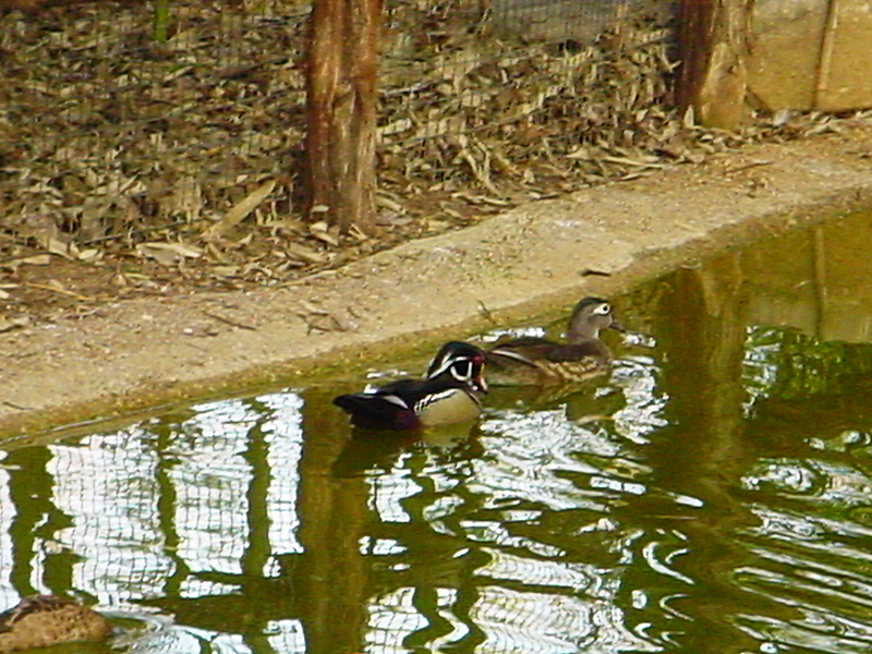 Wood Duck – At the Zoo – DFW Urban Wildlife