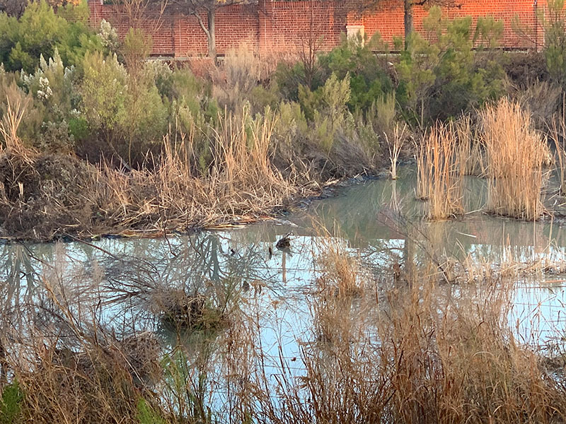 The Beaver Pond – DFW Urban Wildlife