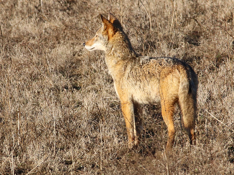 Coyote Run – DFW Urban Wildlife