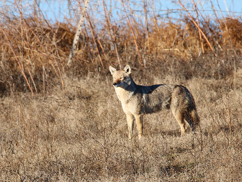Coyote Run – DFW Urban Wildlife