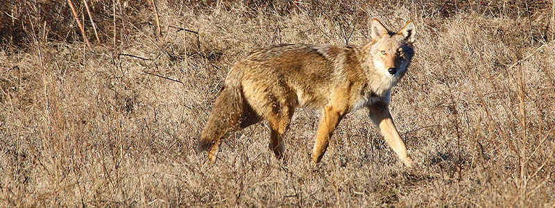 Coyote Run – DFW Urban Wildlife