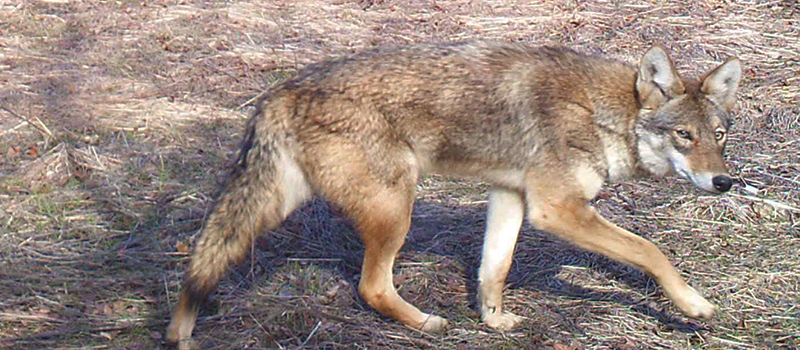 What about the Red Wolf? – DFW Urban Wildlife