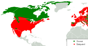 What about the Red Wolf? – DFW Urban Wildlife