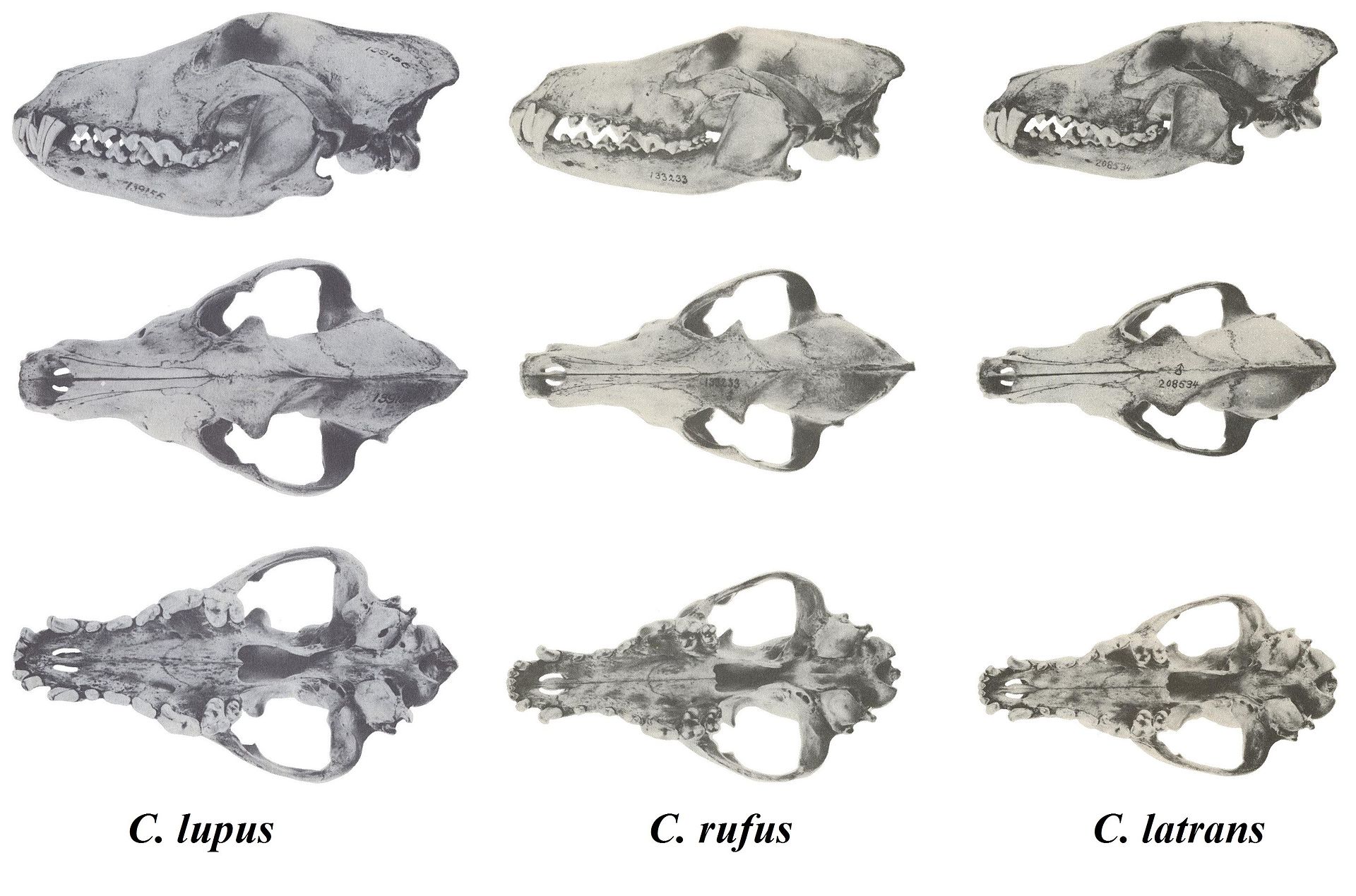 What about the Red Wolf? - DFW Urban Wildlife