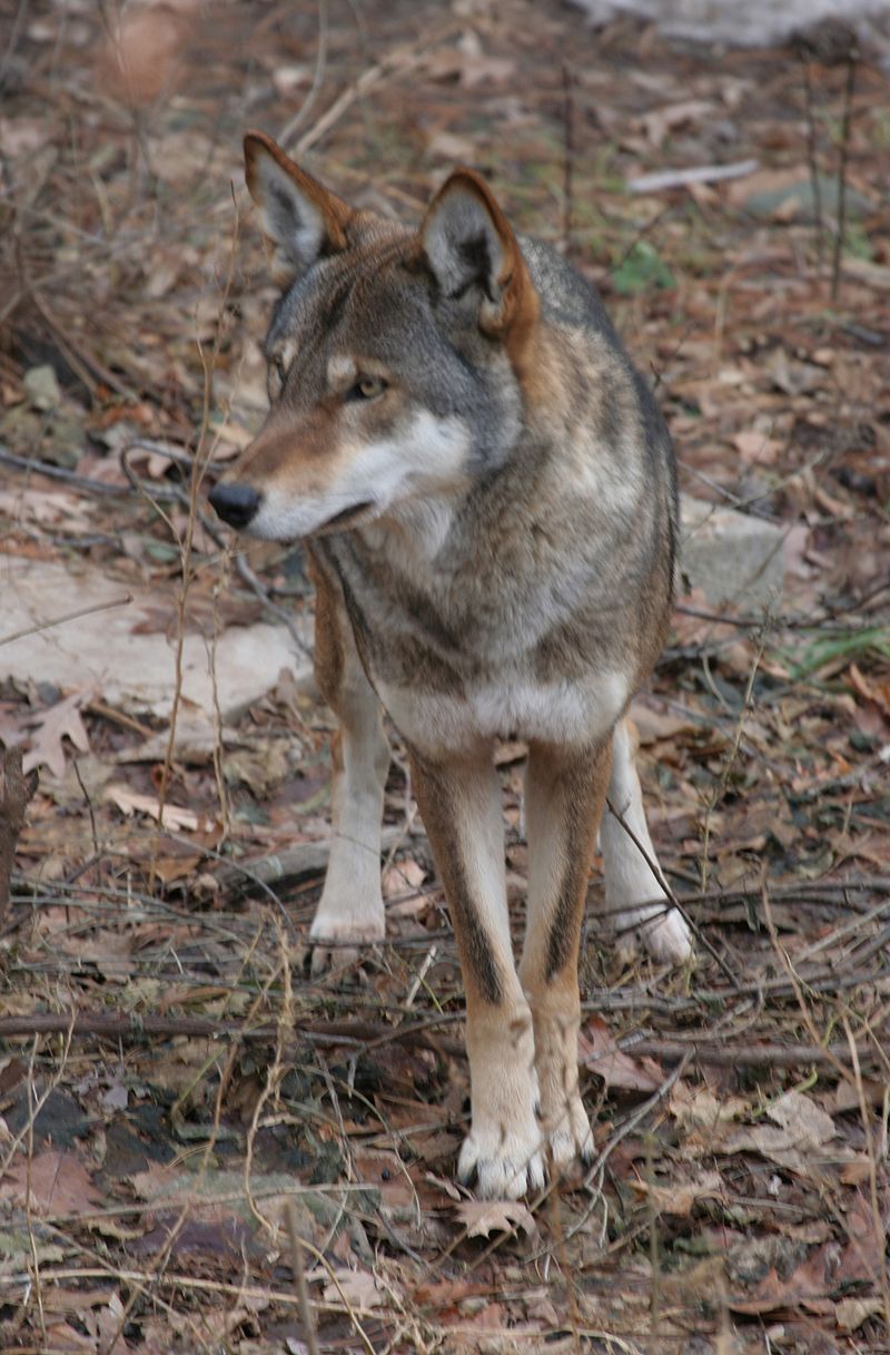 What about the Red Wolf? – DFW Urban Wildlife