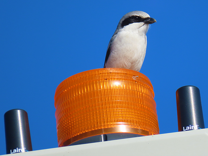 The Butcher Bird – DFW Urban Wildlife