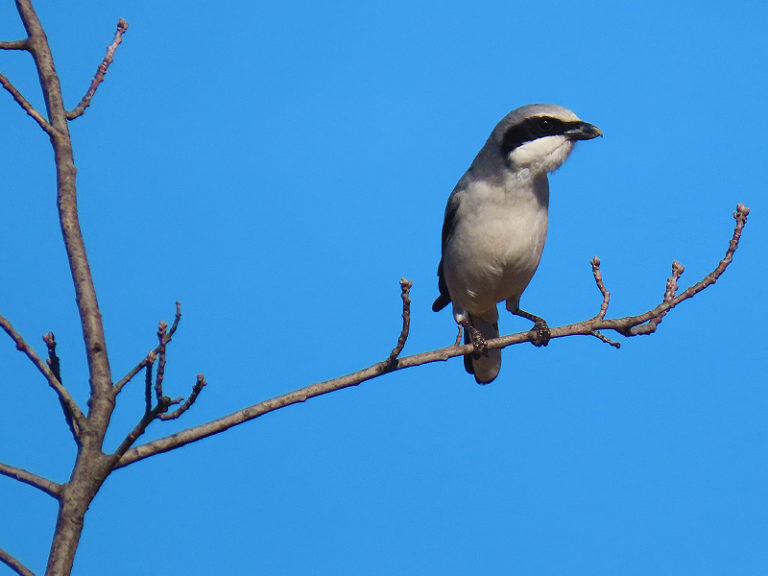 The Butcher Bird – DFW Urban Wildlife