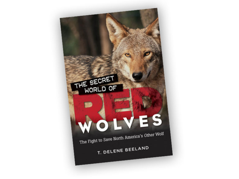 What about the Red Wolf? – DFW Urban Wildlife