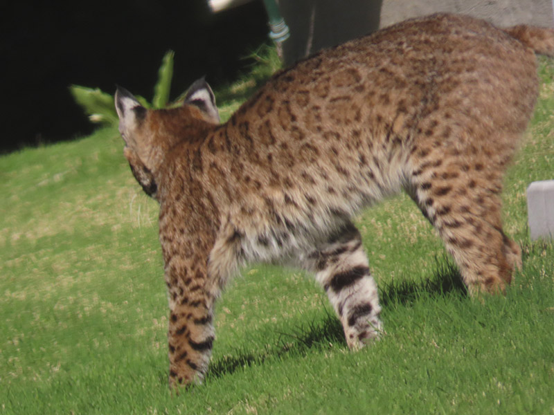 Your Friendly Neighborhood Bobcat – DFW Urban Wildlife
