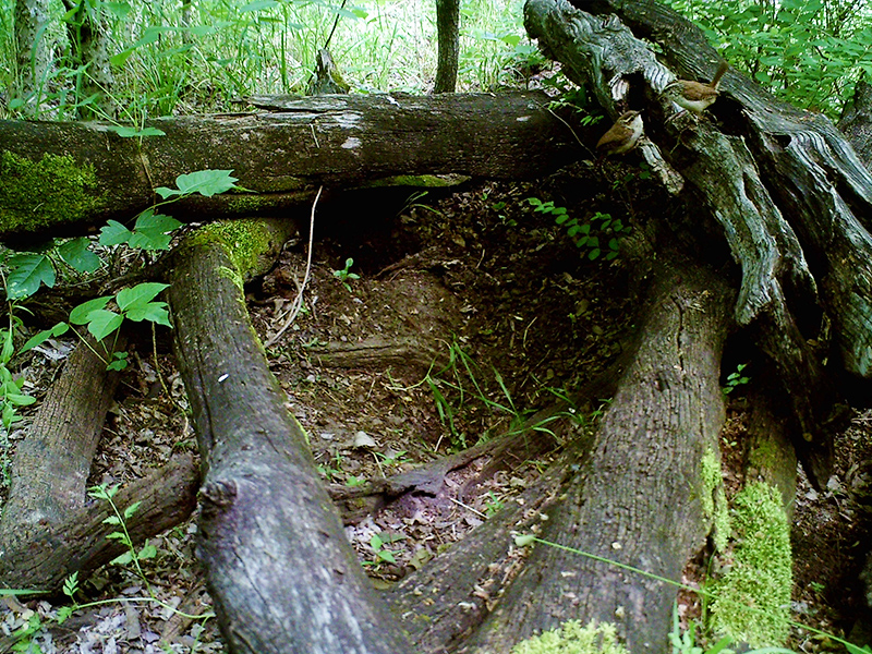 The Packrat Takeover – DFW Urban Wildlife